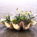 Clam Shell | Inner Gardens